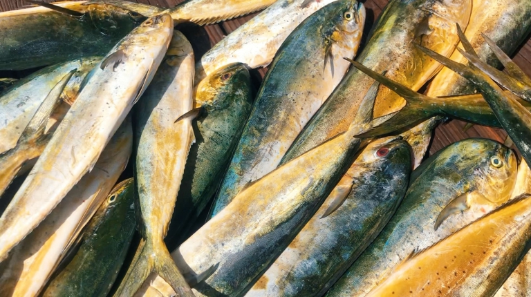 Sea Dog Fishing Charters – Marathon – Florida Keys – Sea Dog Fishing ...